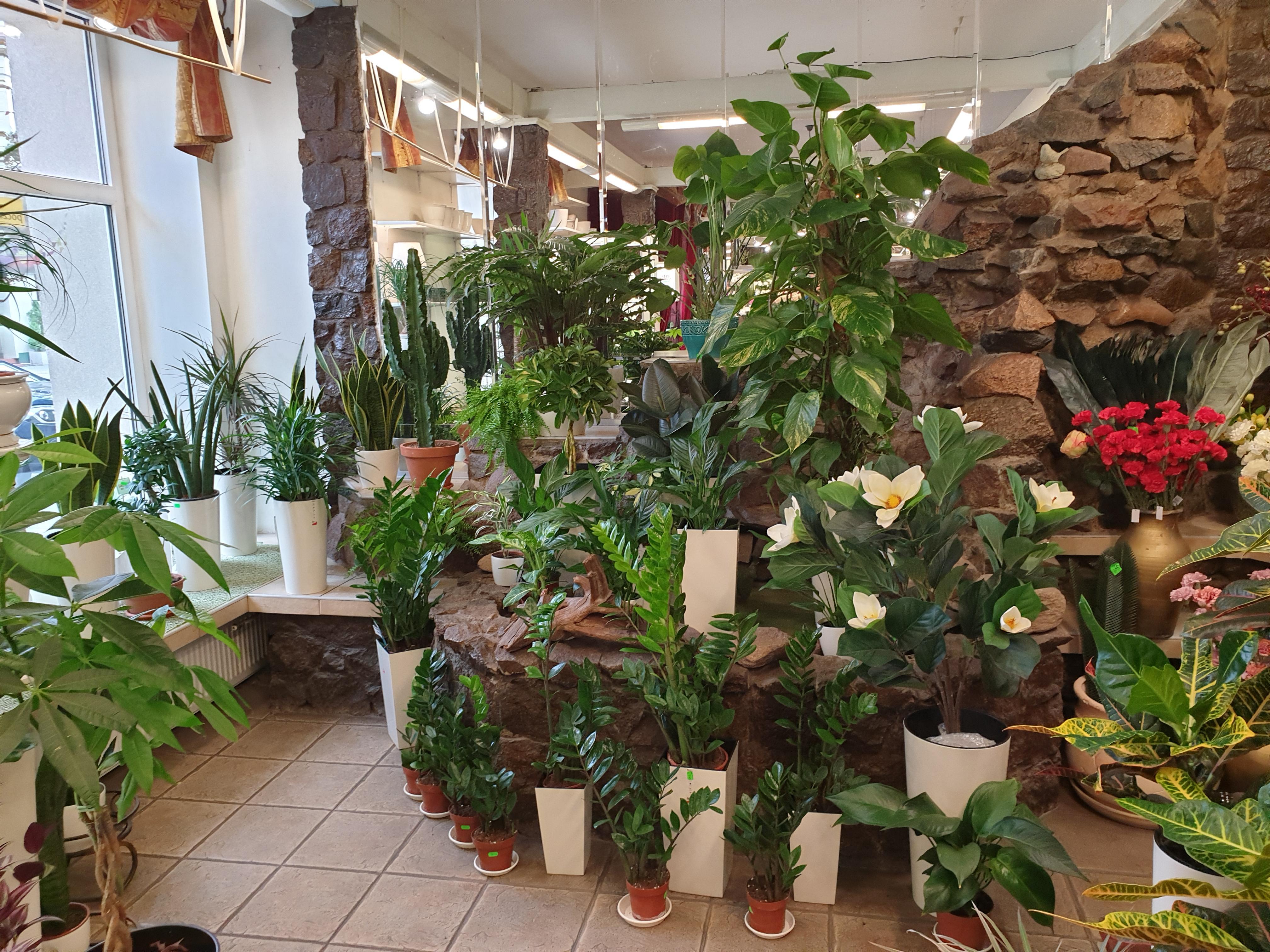 Najpiękniejsze kwiaty w doniczkach do Twojego domu